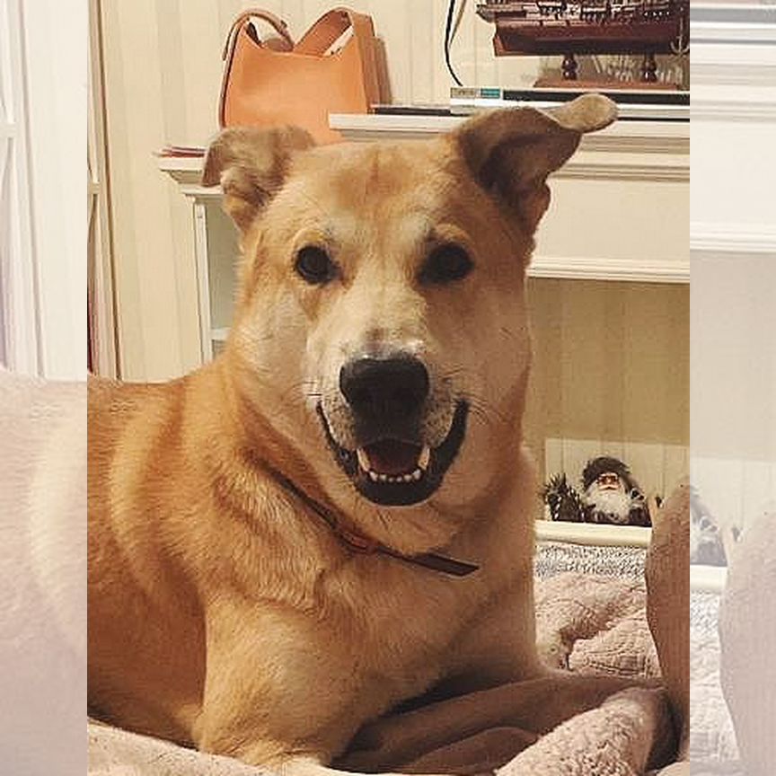 Взрослый пёс в добрые руки