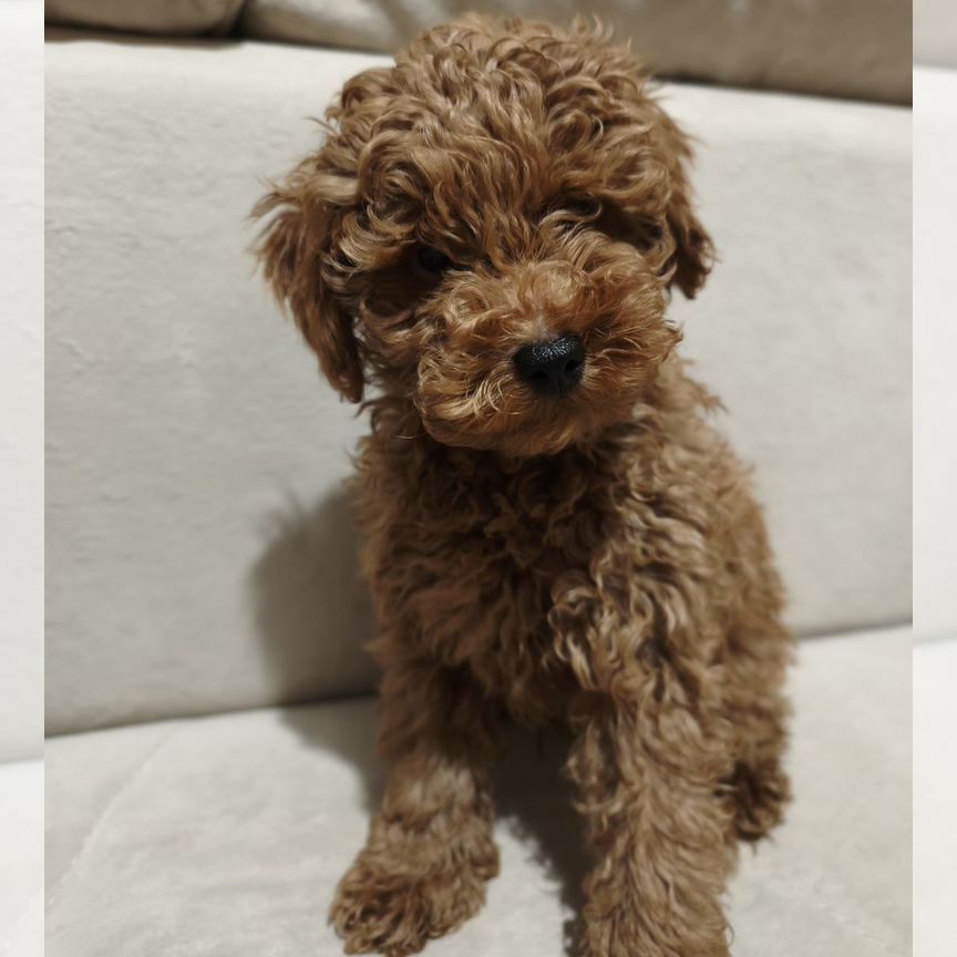 Той-пудель, щенок