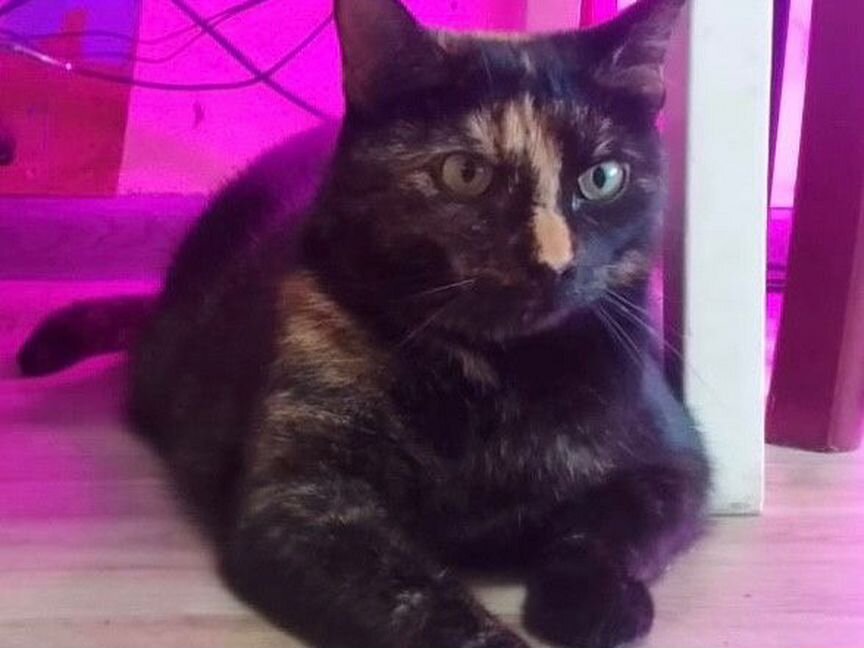 Замечательная черепахового окраса девочка ищет дом