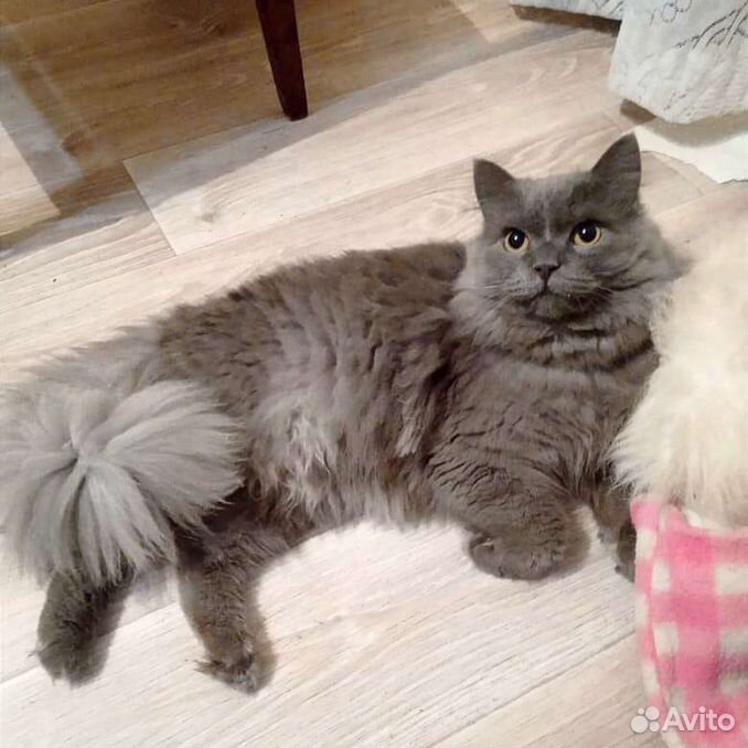 Добрый и уютный кот Дымок ищет семью