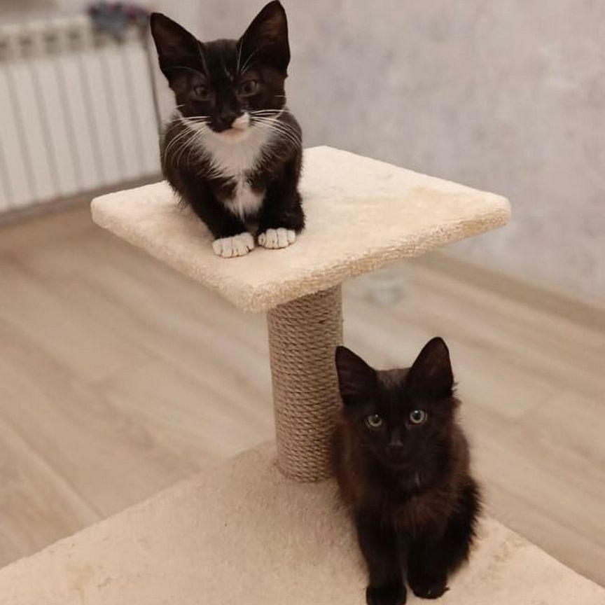 Котята ищут семью