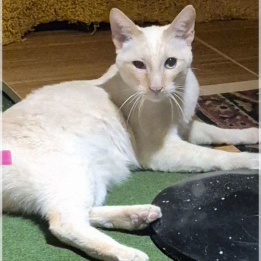 Колорпойнт, взрослый кот