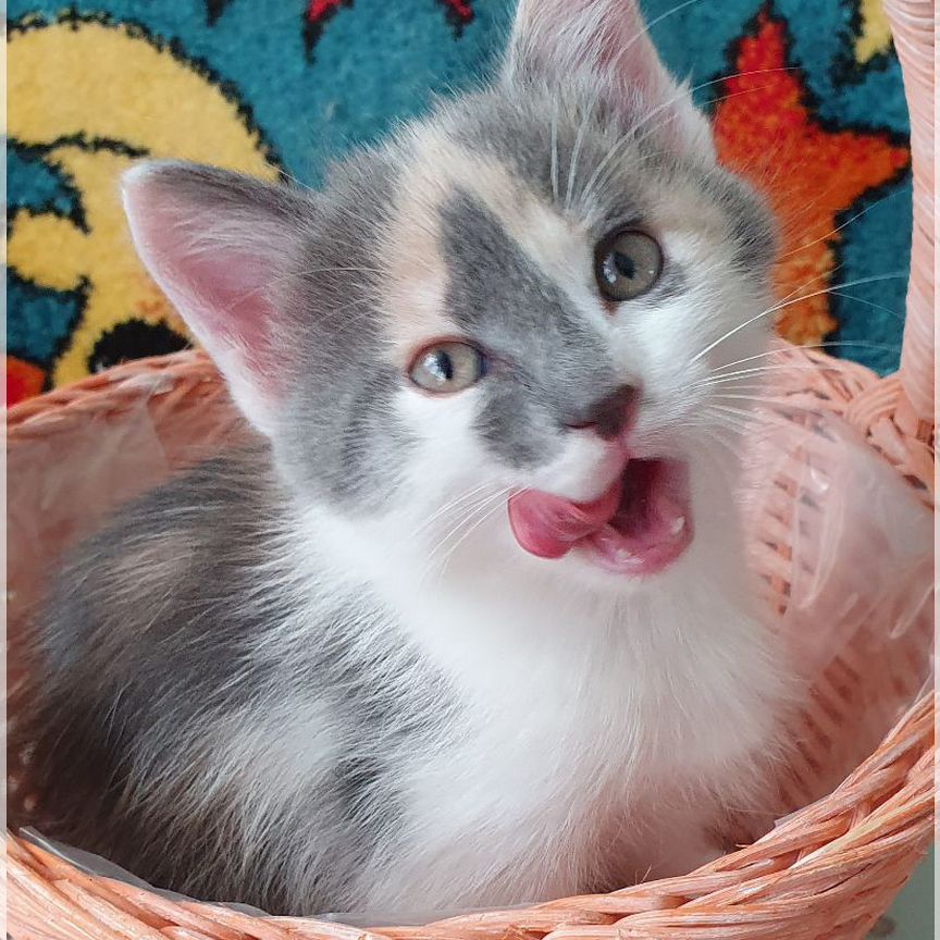 Котята домашние 1.5 месяца