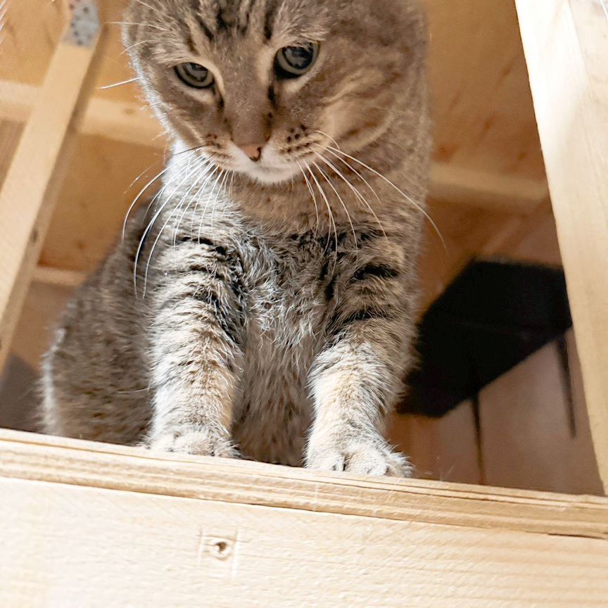 Кот