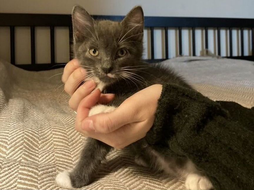 Котята