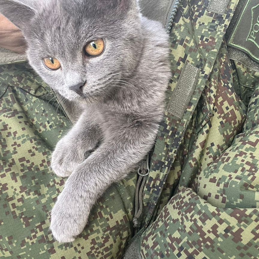 Пристраивается в добрые руки