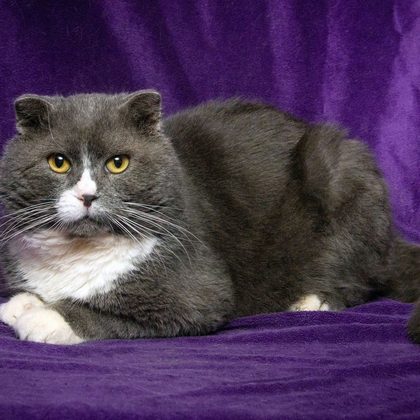 Кот в добрые руки