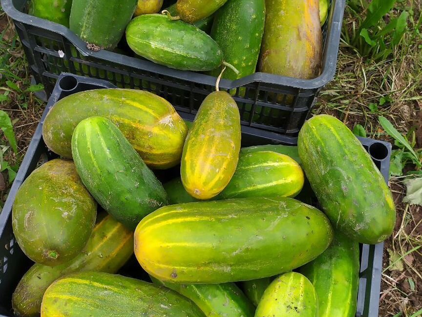 На корм животных огурцы кабачки