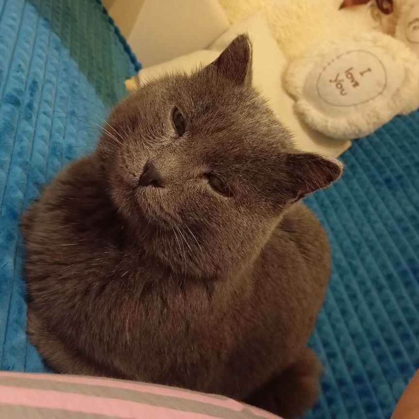 Британский короткошёрстный кот, взрослый