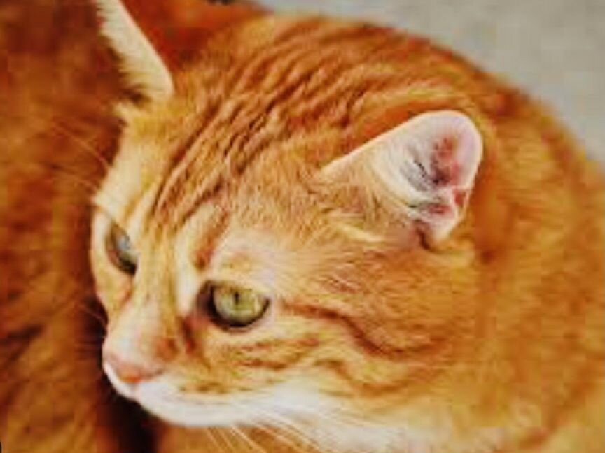 Котик в беде