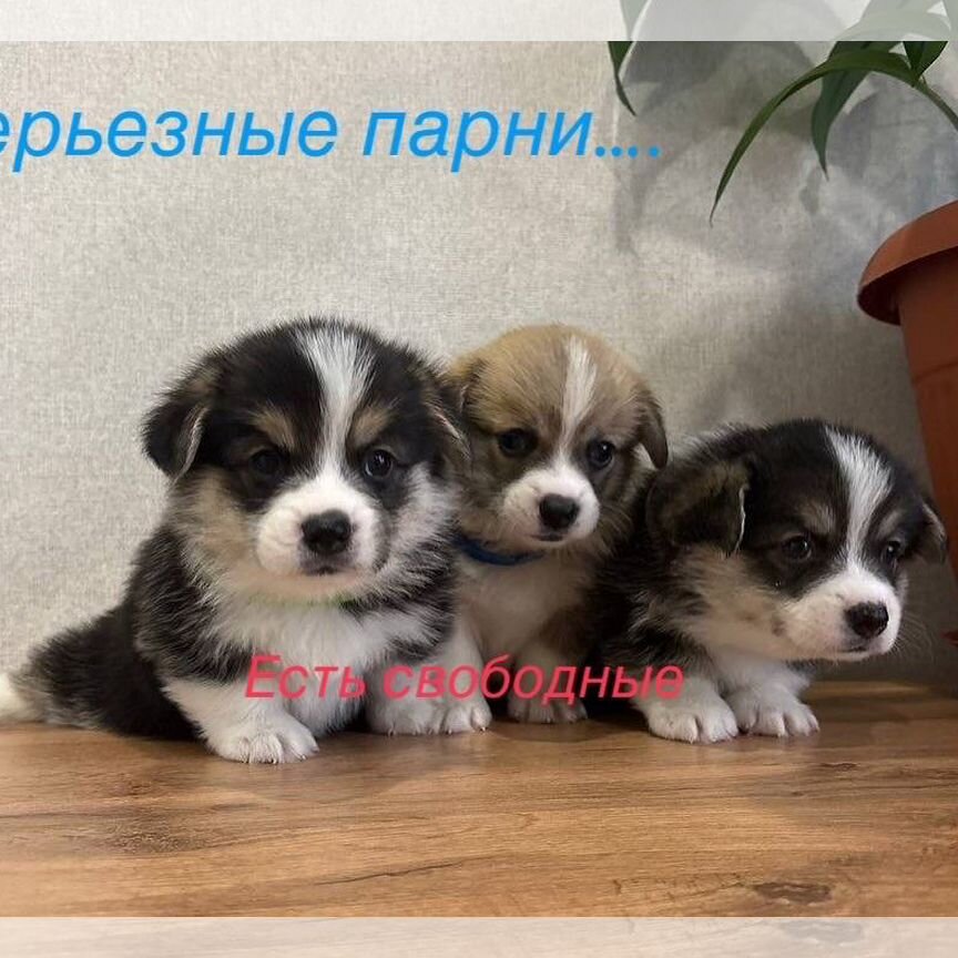 Вельш-корги пемброк