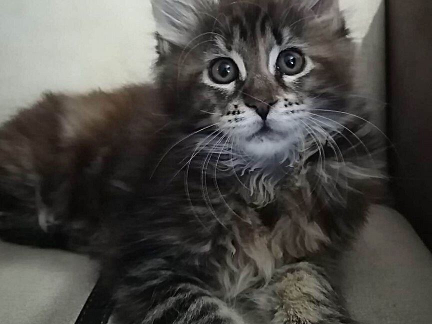 Кошки мейн-кун