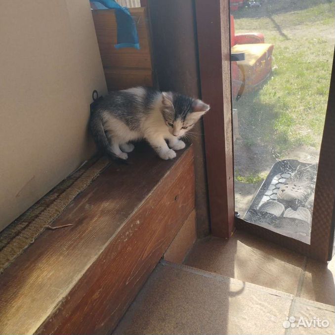 Отдам котят милашек