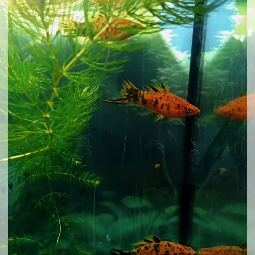 Продам самца меченосца