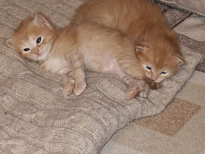 Кошка
