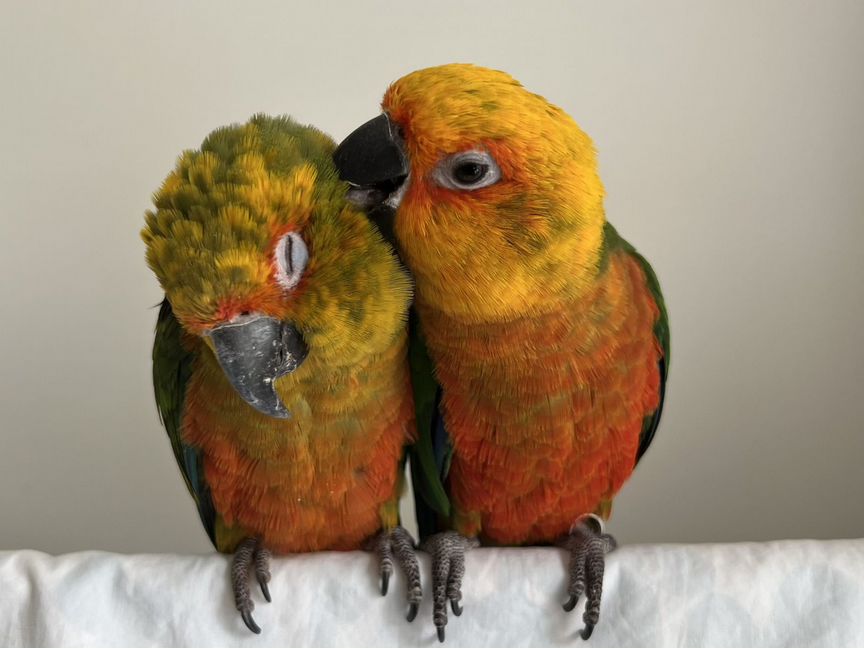 Пара Аратинг