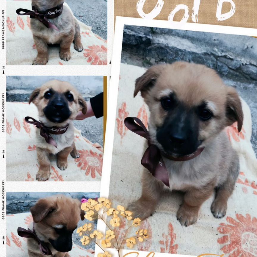 Щенки ищут дом