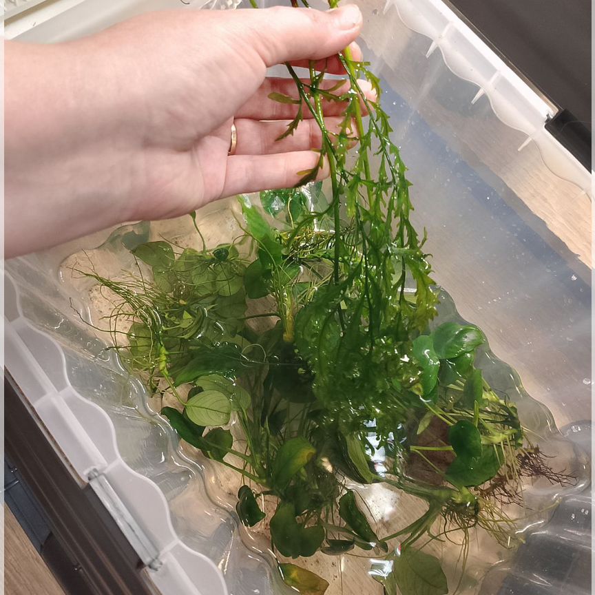 Аквариумная прополка