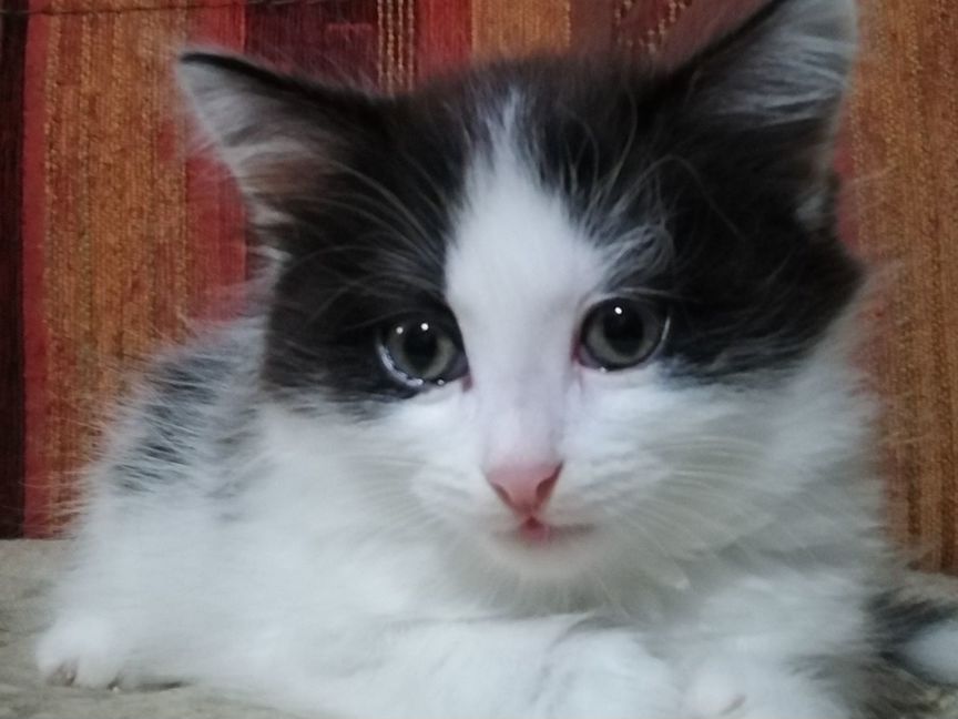 Кошки в добрые руки бесплатно