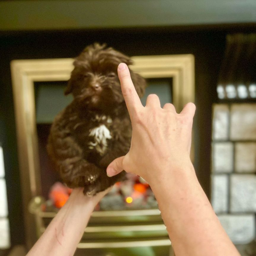 Мини мини мальтипу