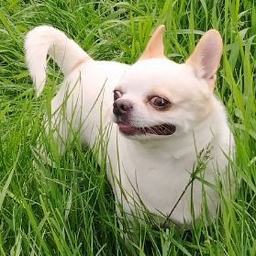 Чихуахуа