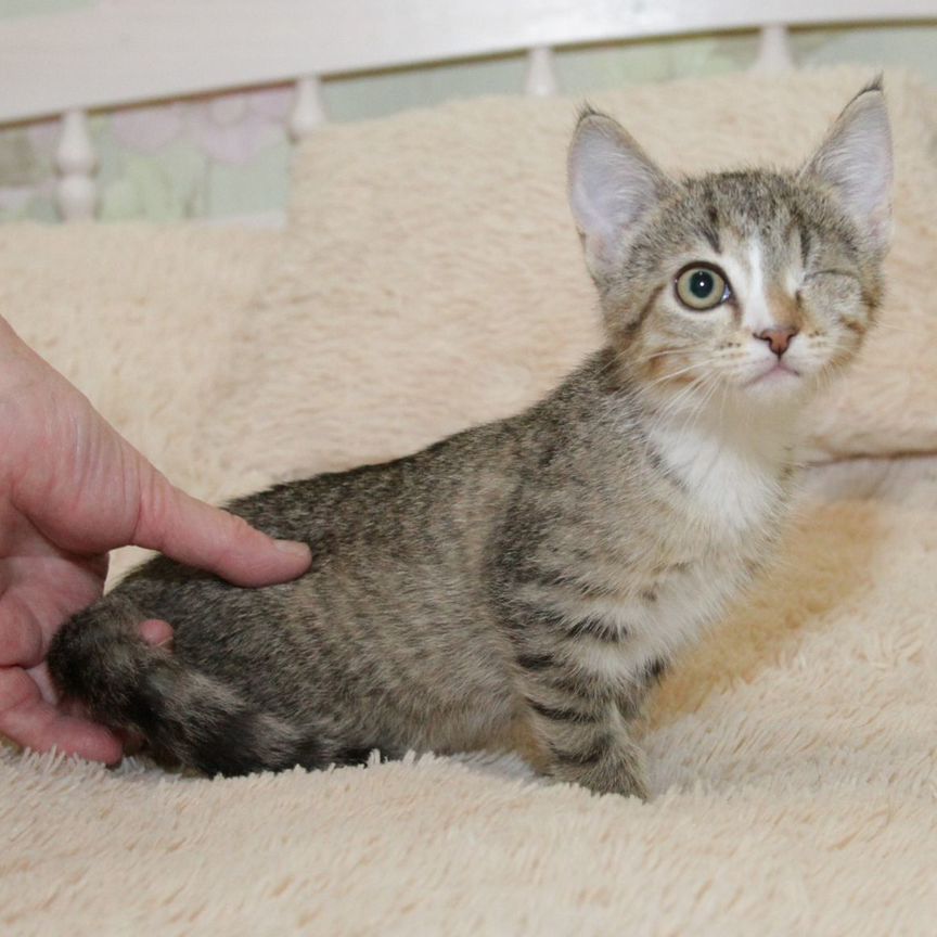 Ласковая мурлыка Мусенька 3 месяца