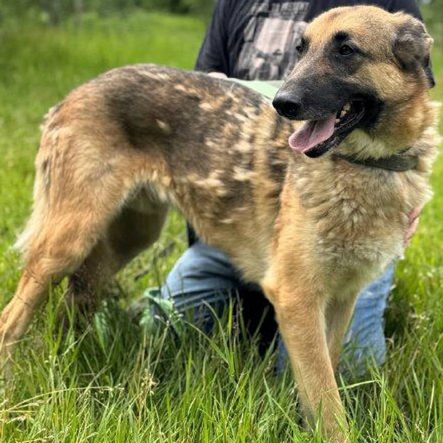 Взрослый пёс в добрые руки