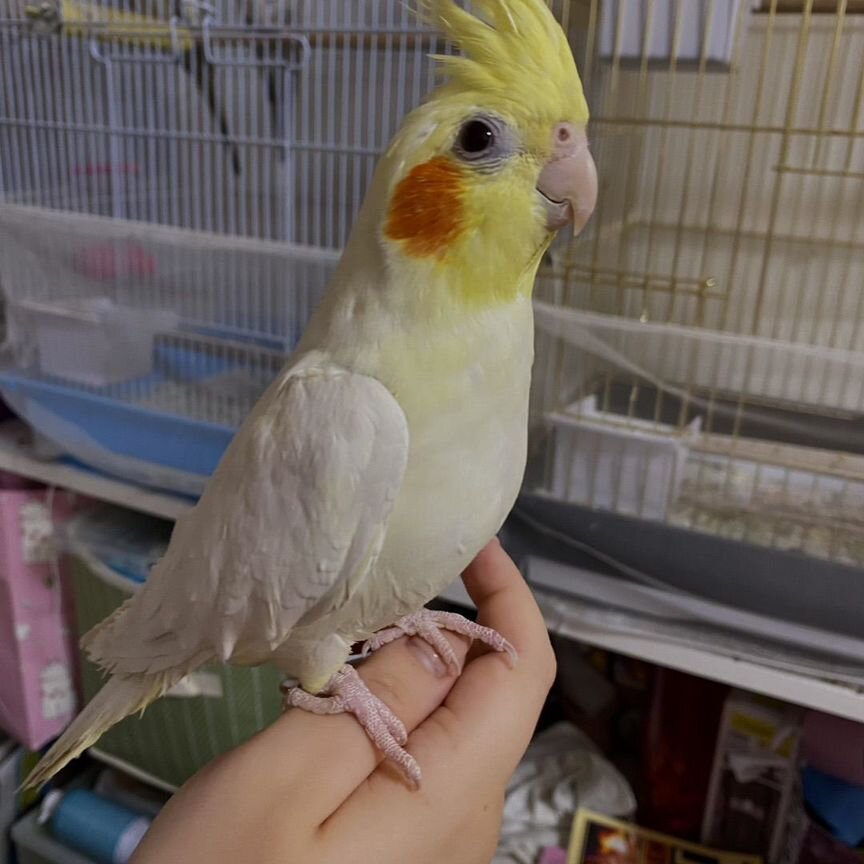 Корелла готовые пары