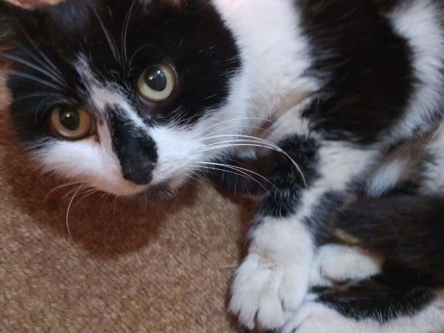 Очень ласковая кошка в добрые руки