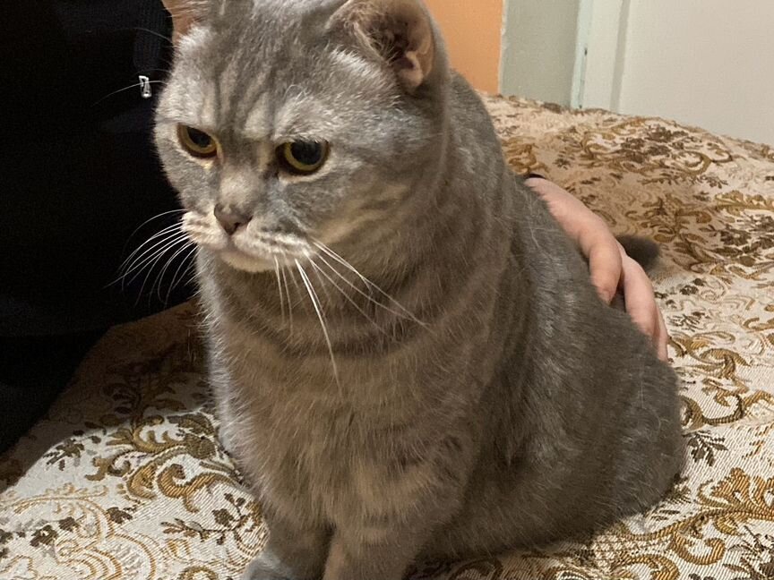 Британский кот