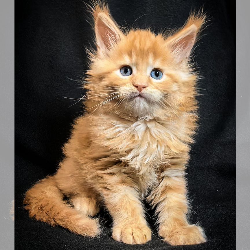 Мейн-кун котёнок