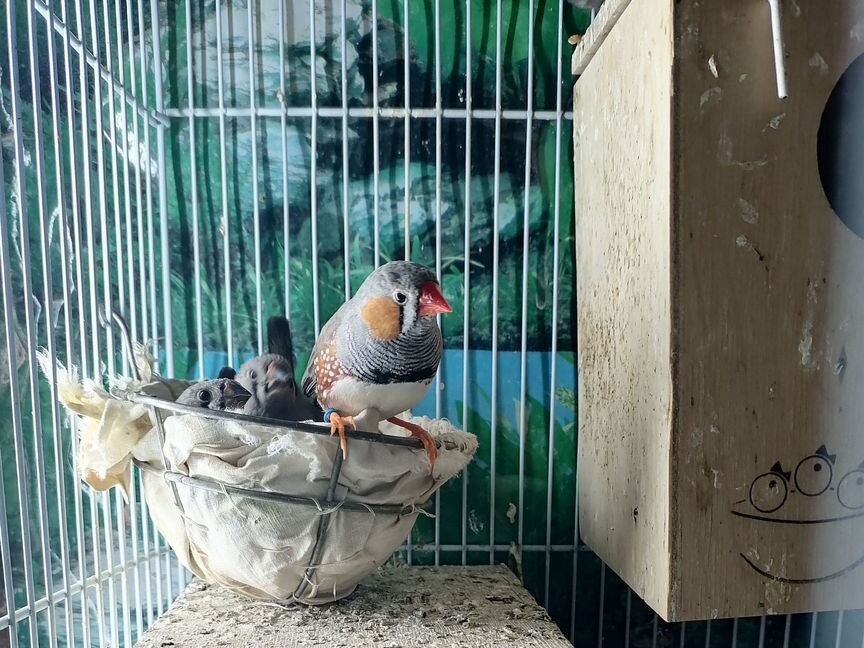 Зебровые амадины