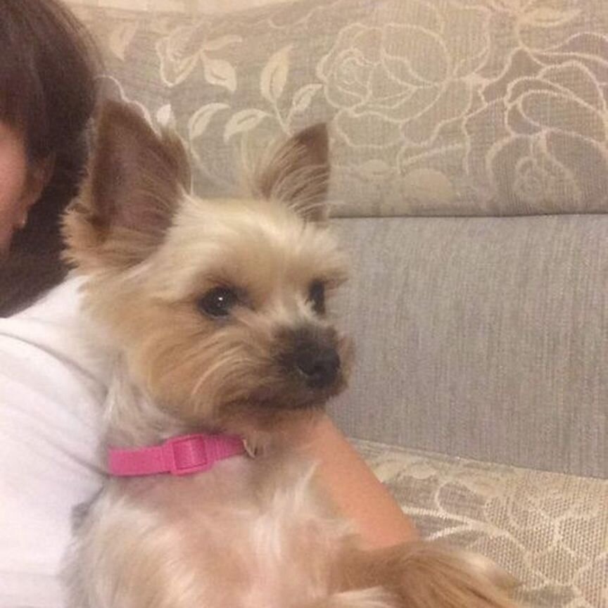 Йоркширский терьер 1 год