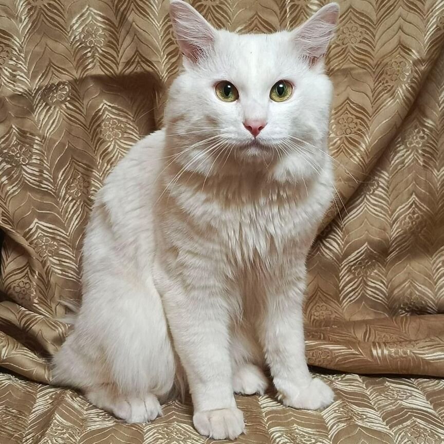 Курильский бобтейл