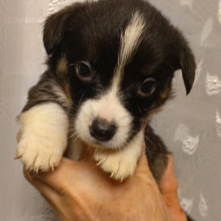 Вельш Корги Кардиган, щенок