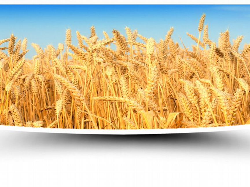 Зерно пшеница 5 класс