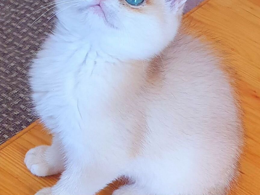 Золоая шиншилла котик)