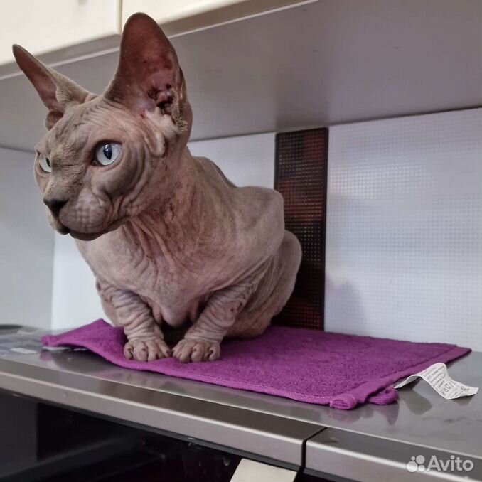 Канадский сфинкс девочка Биата