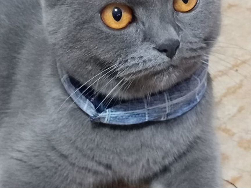 Нужен кот для кошечки