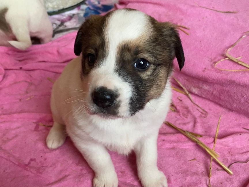 Собака щенок бесплатно