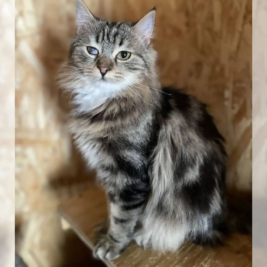 Взрослая, кошка в добрые руки