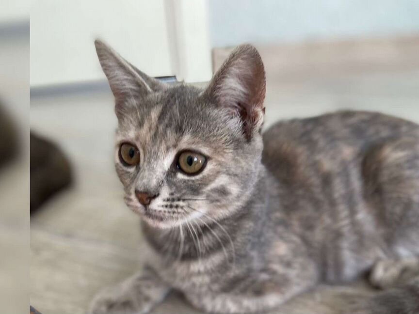 Котёнок в добрые руки, девочка