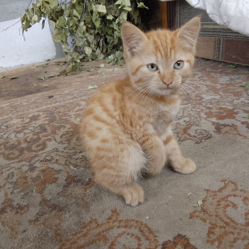 Отдам котенка в добрые руки