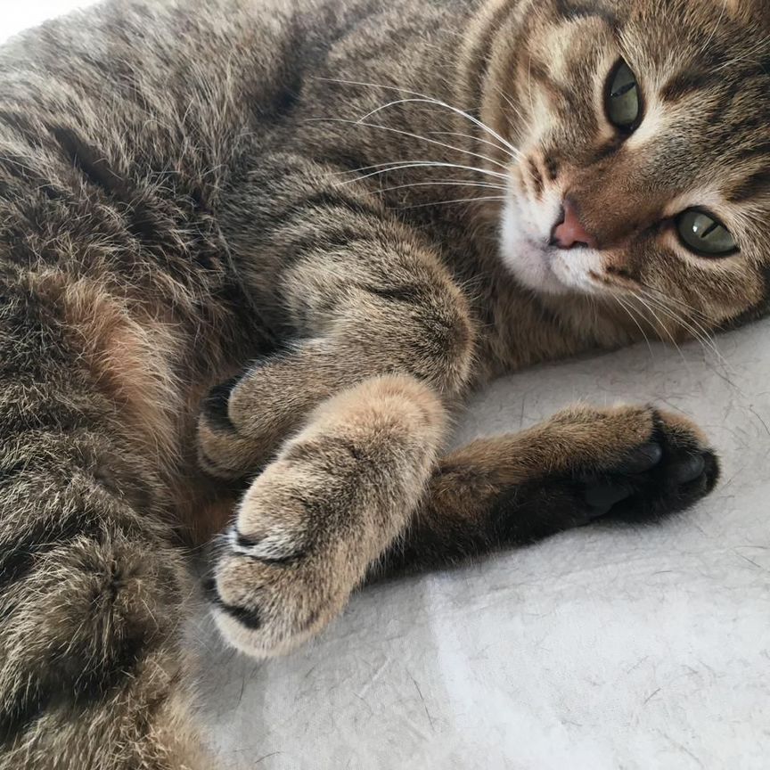 Кошка полосатушка ласковая красавица