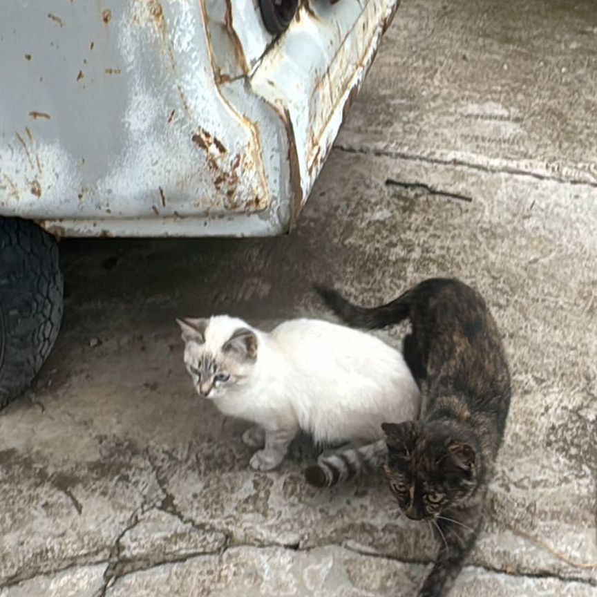 Котята в добрые руки