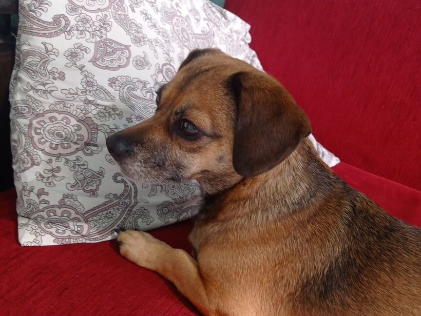 Собака в добрые руки отдам бесплатно