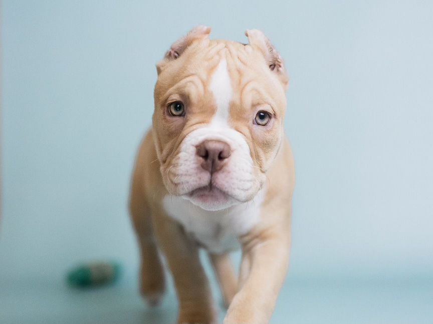 Американский булли покет щенки