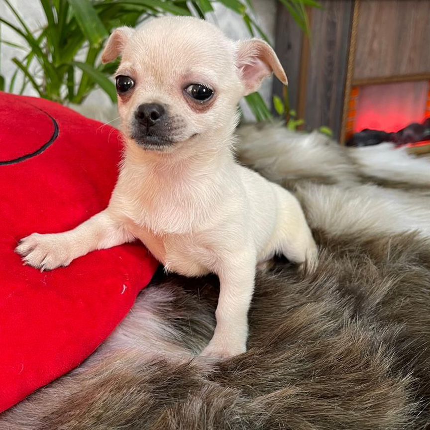 Чихуахуа мини