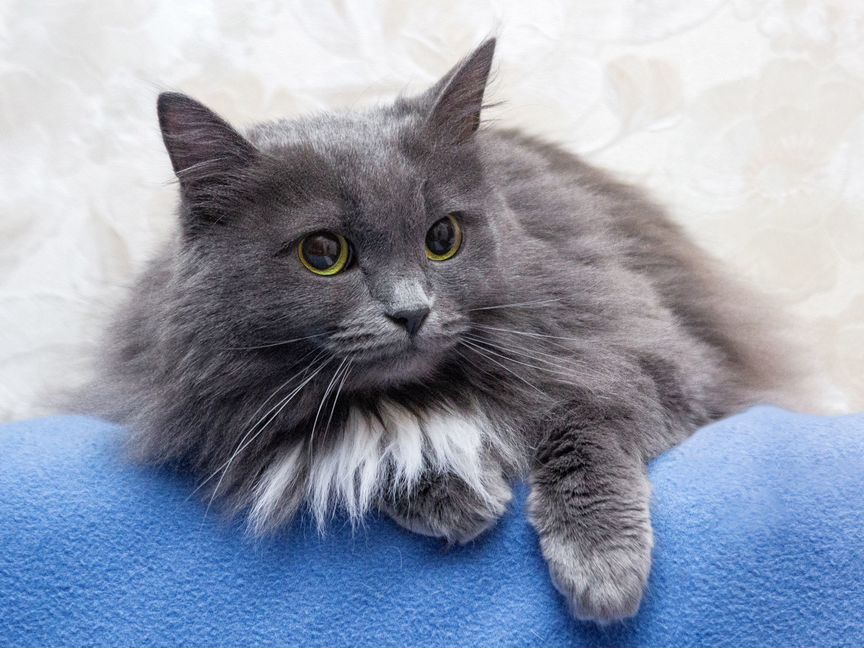 Мади в добрые руки