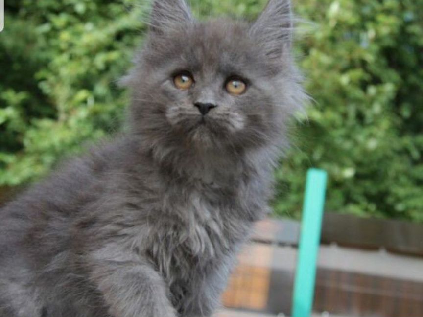 Роскошные котята